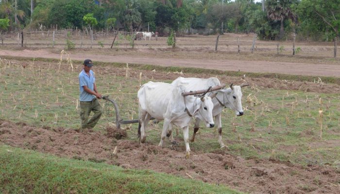 Mettre la charrue avant les boeufs - Français Authentique