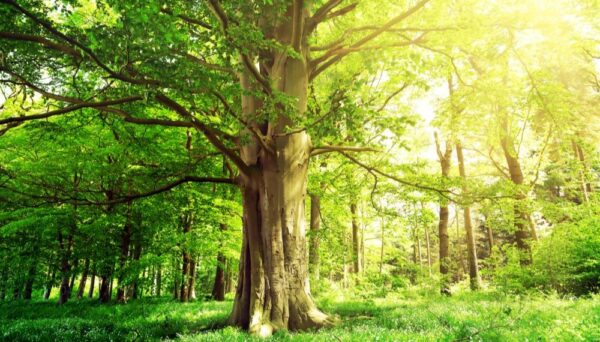 L'arbre qui cache la forêt - Français Authentique