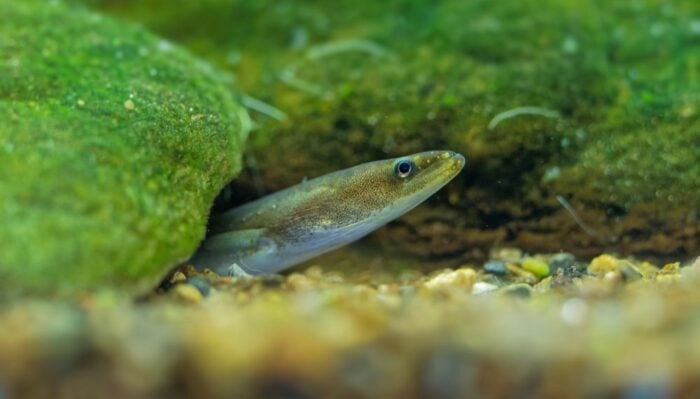 Il y a anguille sous roche - Français Authentique