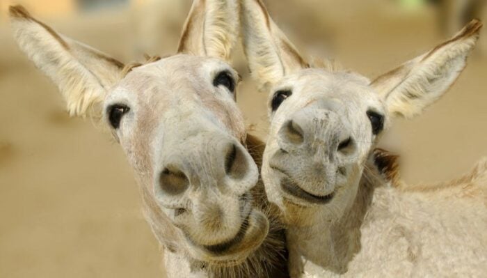 Blog - Français Authentique